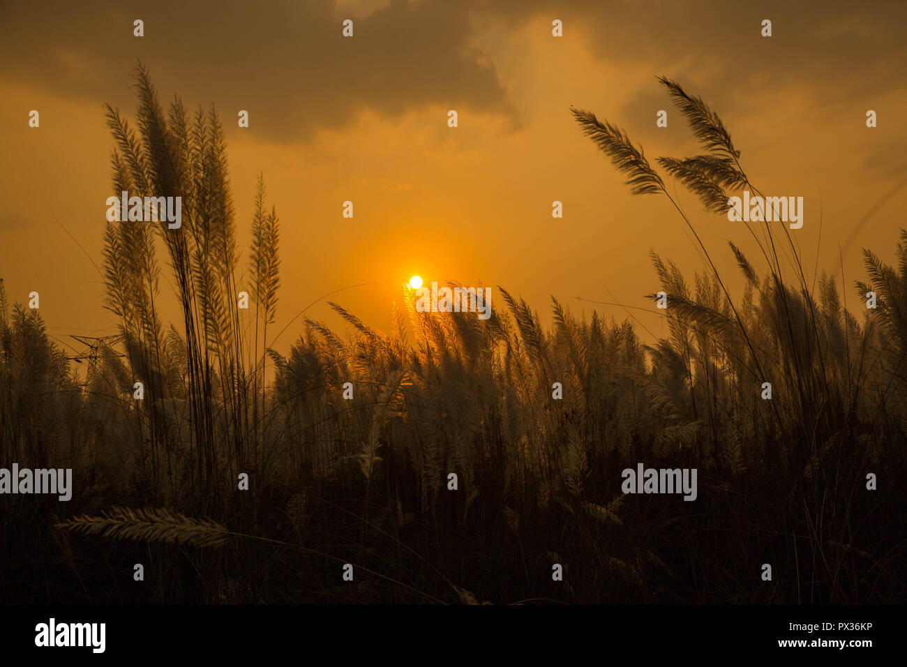 Catkins (Kashphool) in autumn. Dhaka, Bangladesh Stock Photo - Alamy