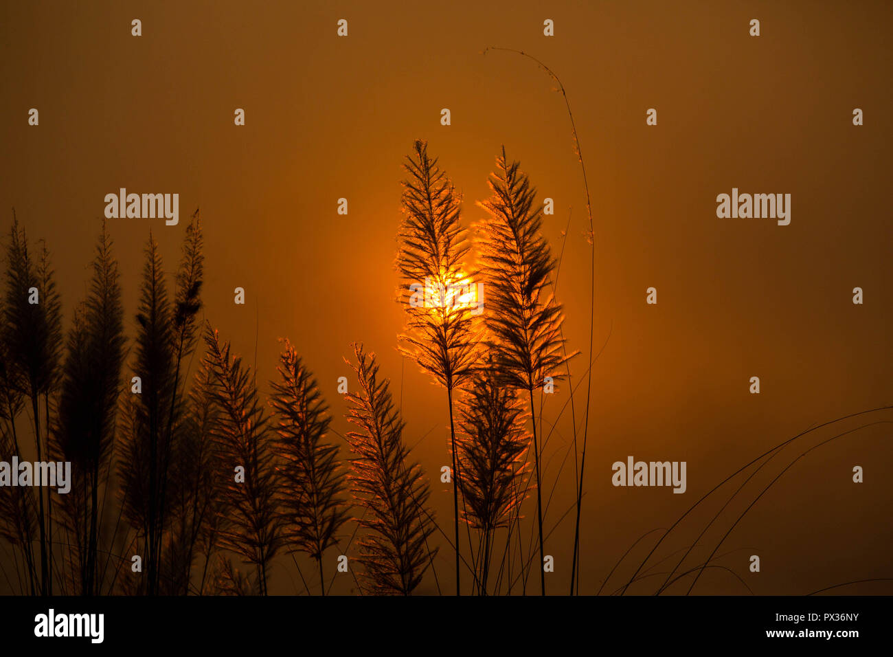 Catkins (Kashphool) in autumn. Dhaka, Bangladesh Stock Photo - Alamy