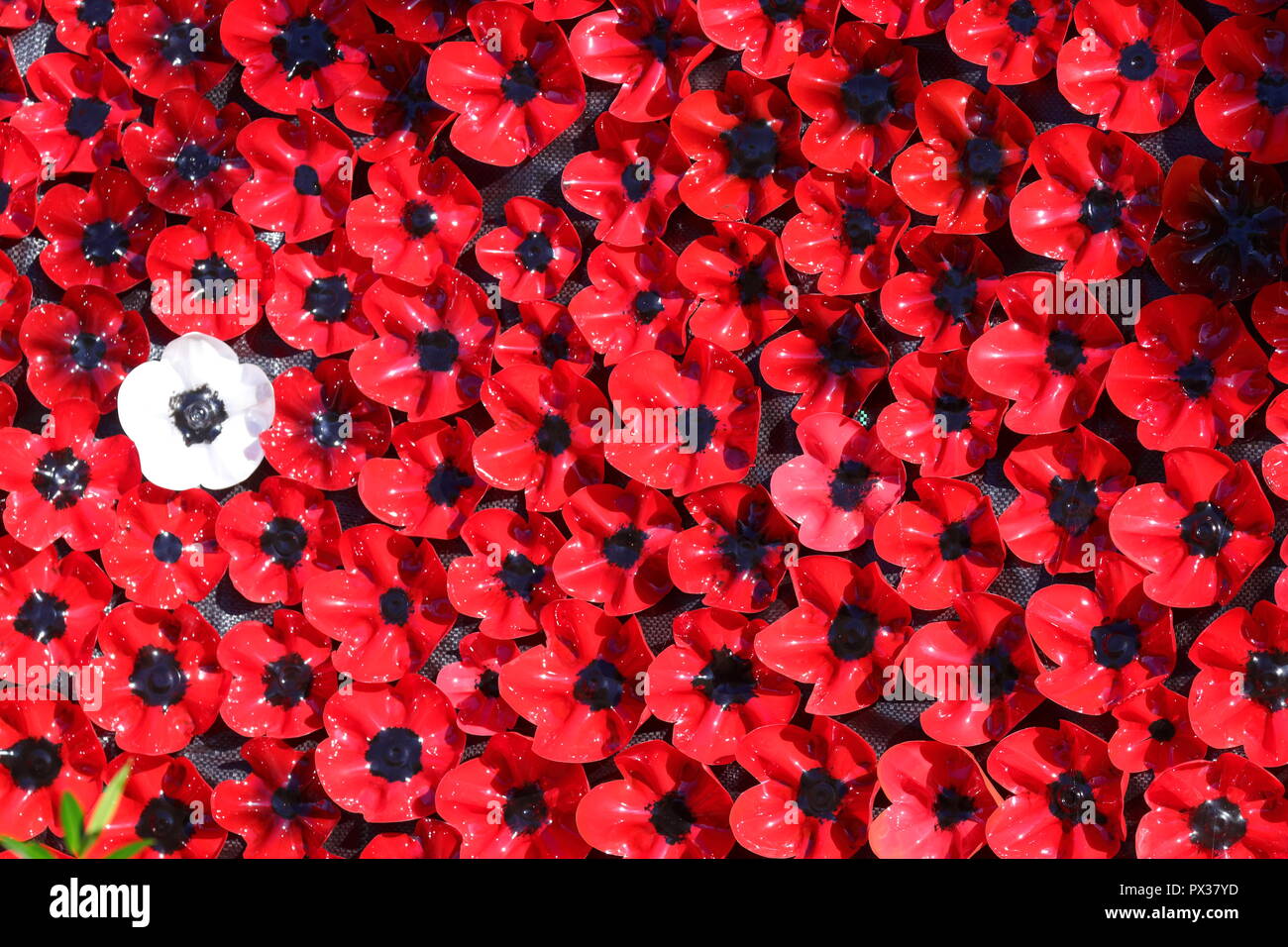 A poppy display in Allerton Bywater, ready for the celebration of 100 ...