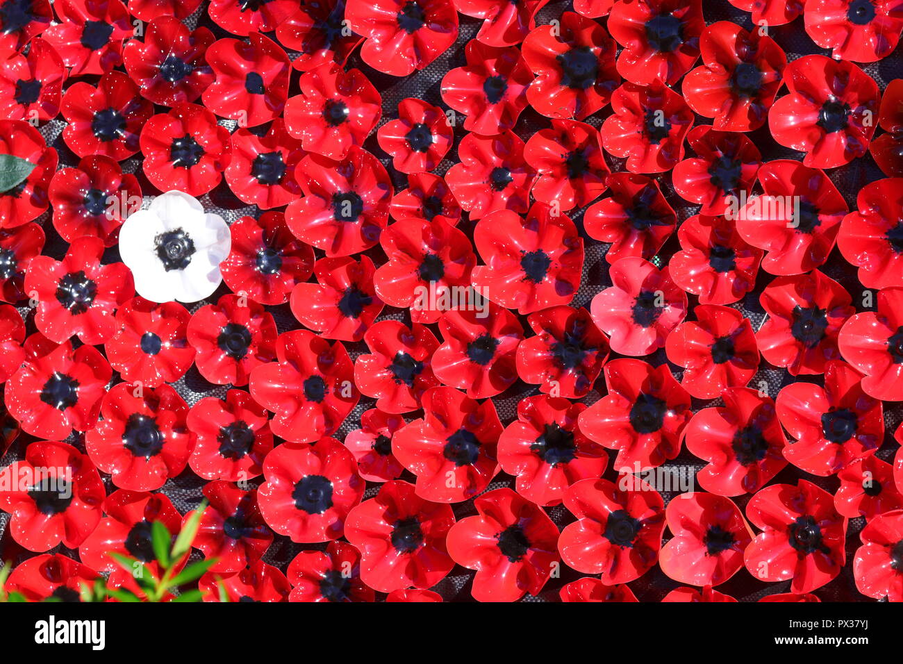 A poppy display in Allerton Bywater, ready for the celebration of 100 ...