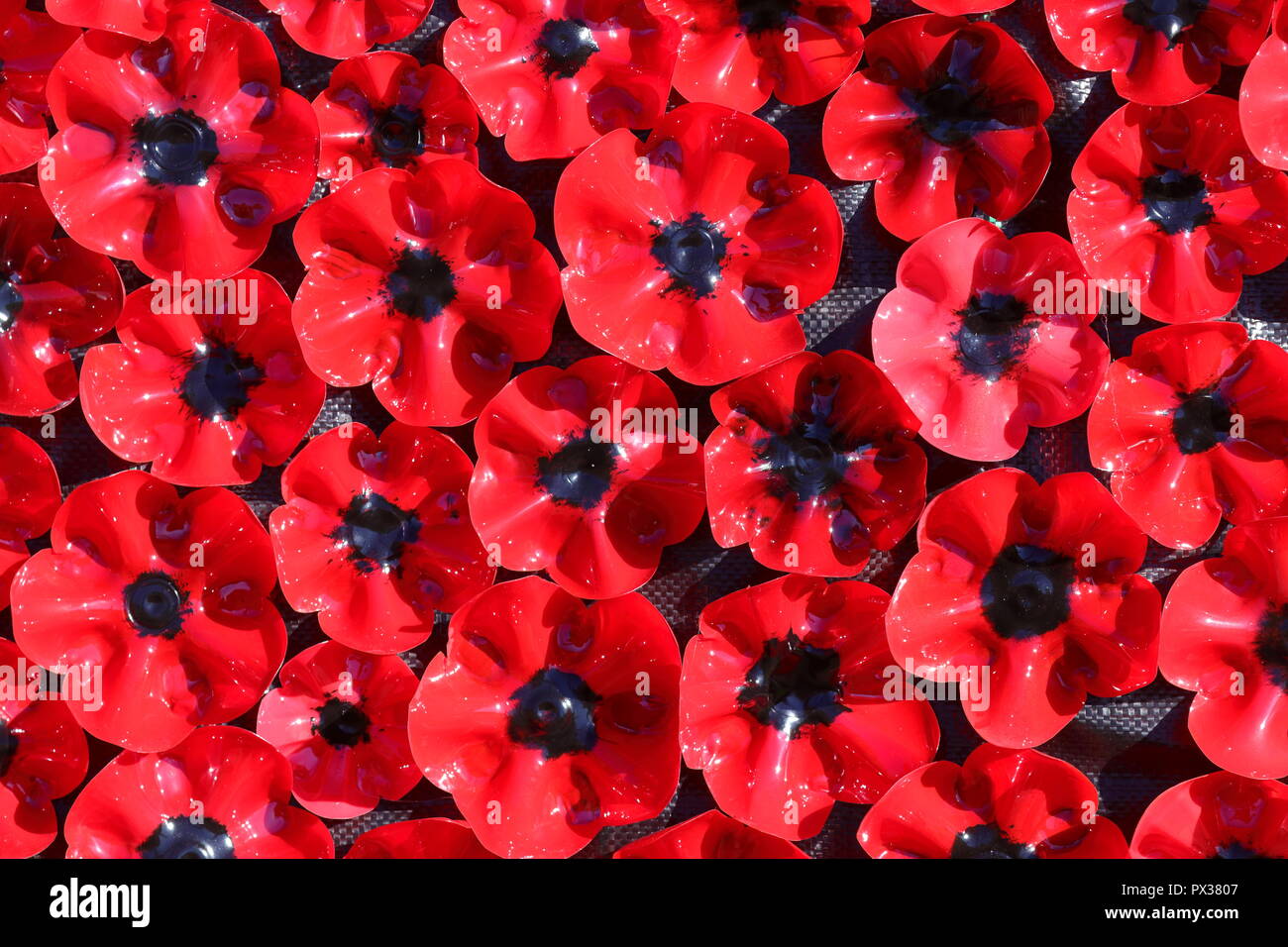 A poppy display in Allerton Bywater, ready for the celebration of 100 ...