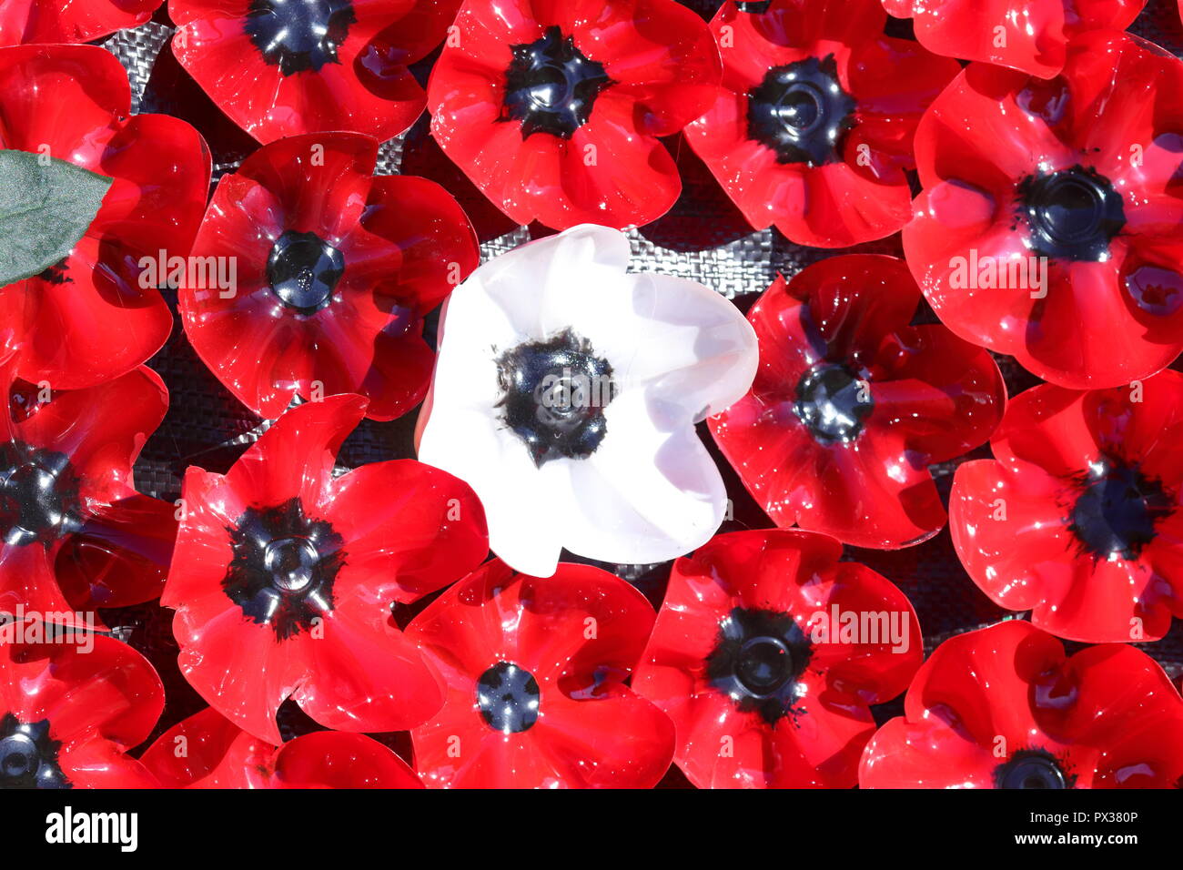 A poppy display in Allerton Bywater, ready for the celebration of 100 ...