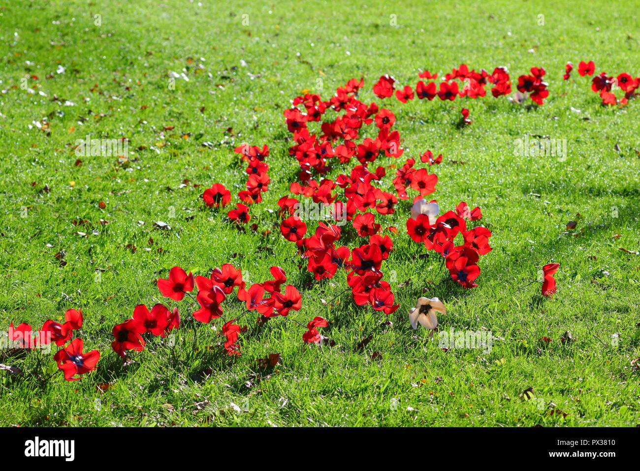 A poppy display in Allerton Bywater, ready for the celebration of 100 ...