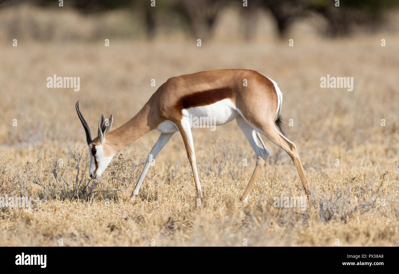 Springbok antelope (Antidorcas marsupialis) in it's natural habitat ...