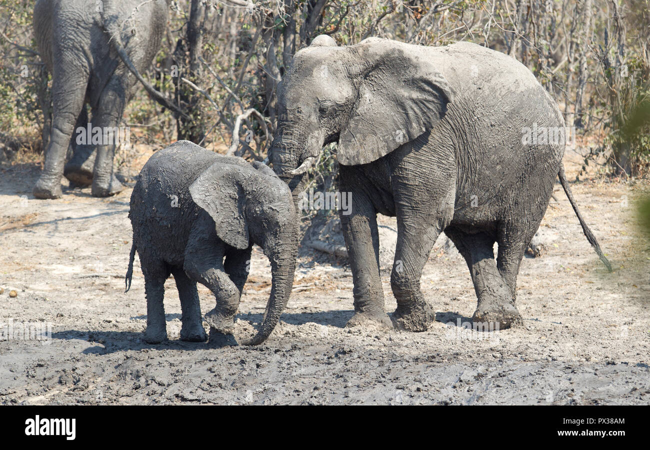 Elephant calf taking a mudbath, Moremi - Botswana Stock Photo - Alamy