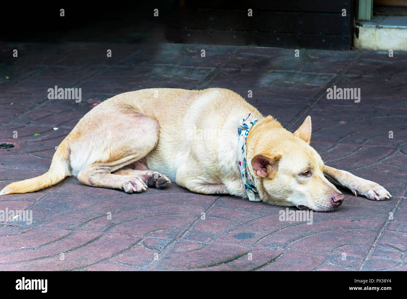 Human family hi-res stock photography and images - Alamy