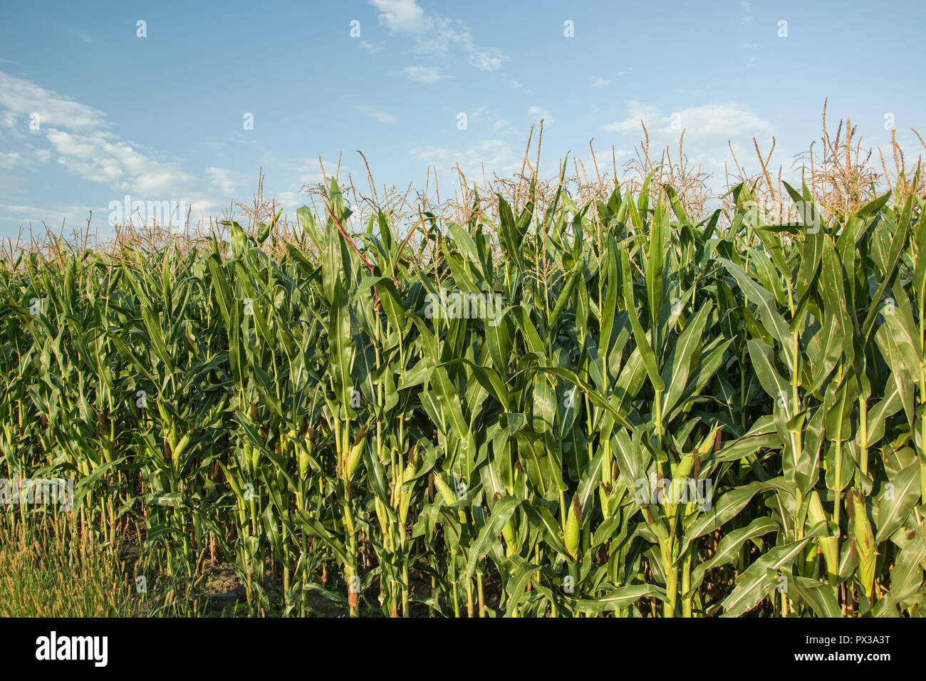 Maize plantation hi-res stock photography and images - Alamy