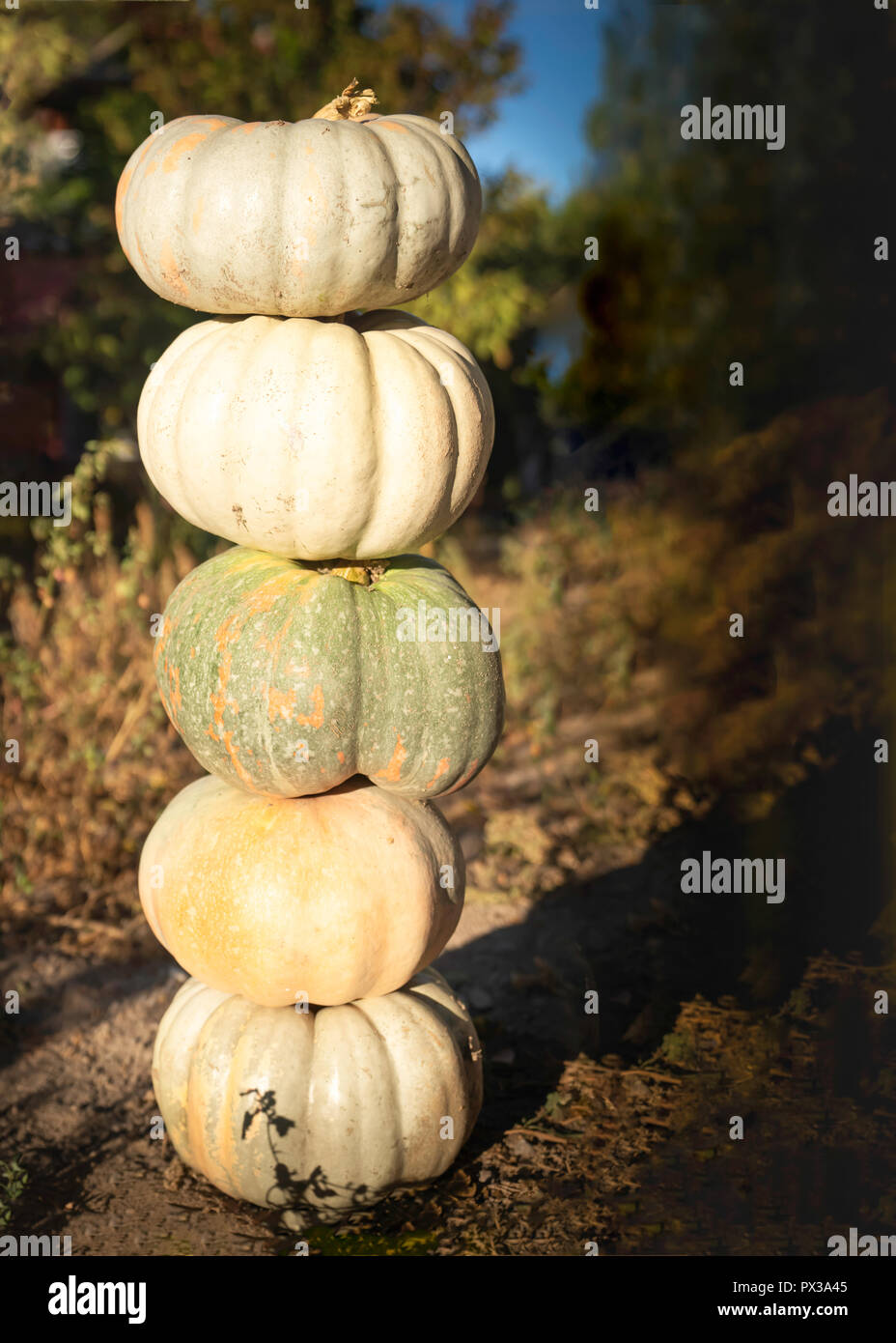 Line up of pumpkins hi-res stock photography and images - Alamy