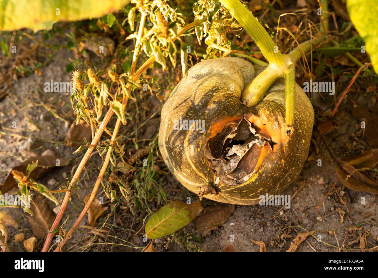 Rotten pumpkin in a field or farm, decaying pumpkin Stock Photo - Alamy