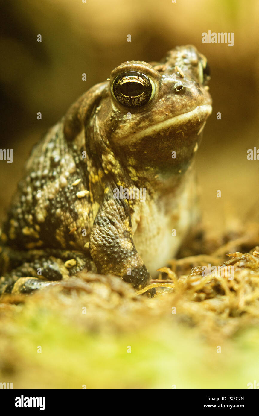 Fowlers toad hi-res stock photography and images - Alamy