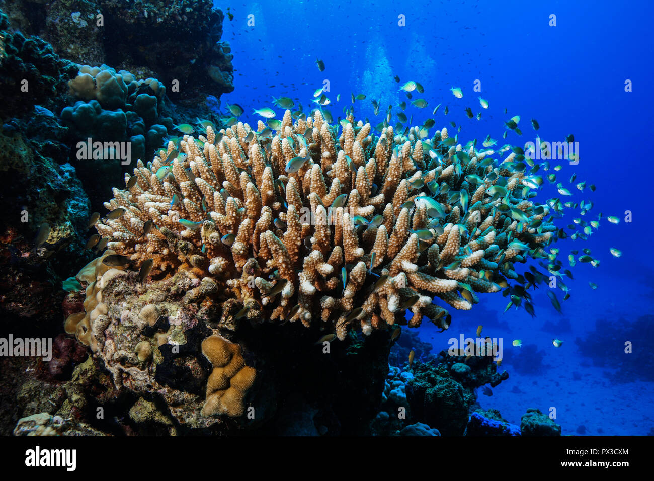 Coral reef plenty fish hi-res stock photography and images - Alamy