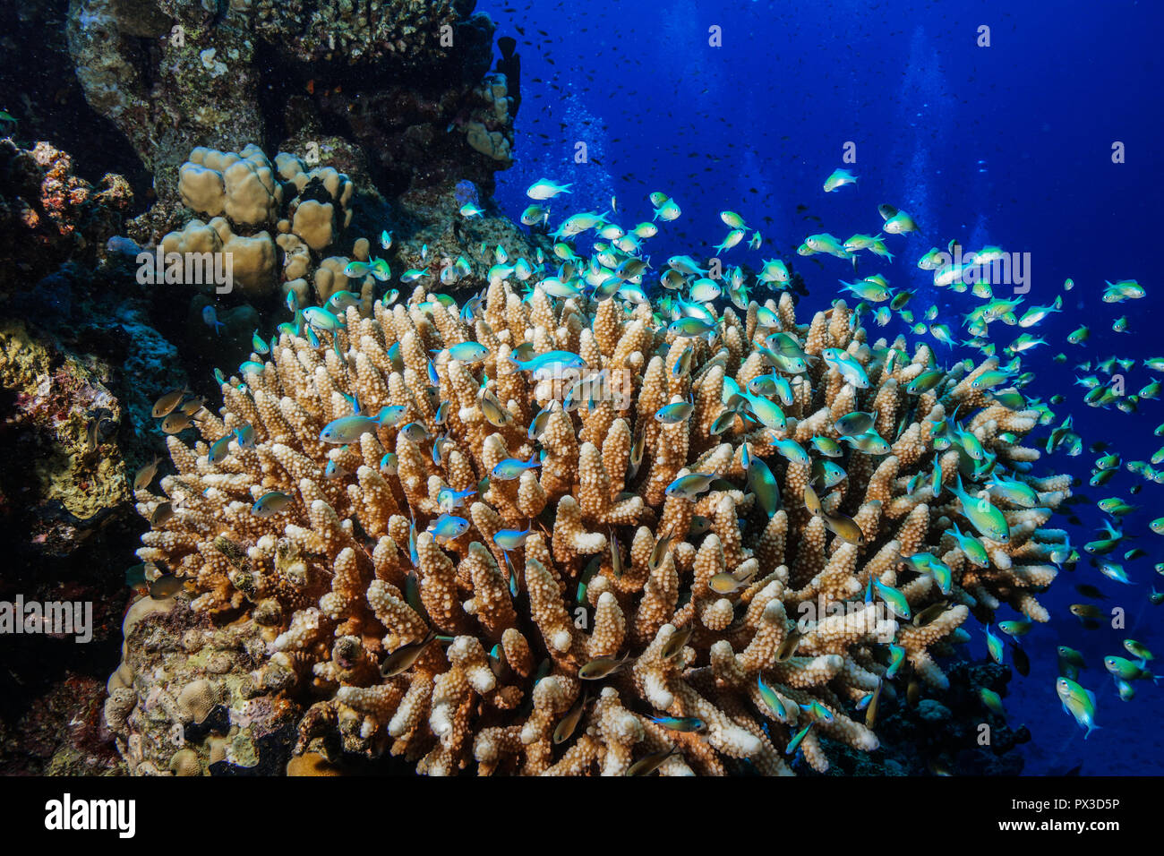 tiny fish protected by coral at the Red Sea Stock Photo - Alamy
