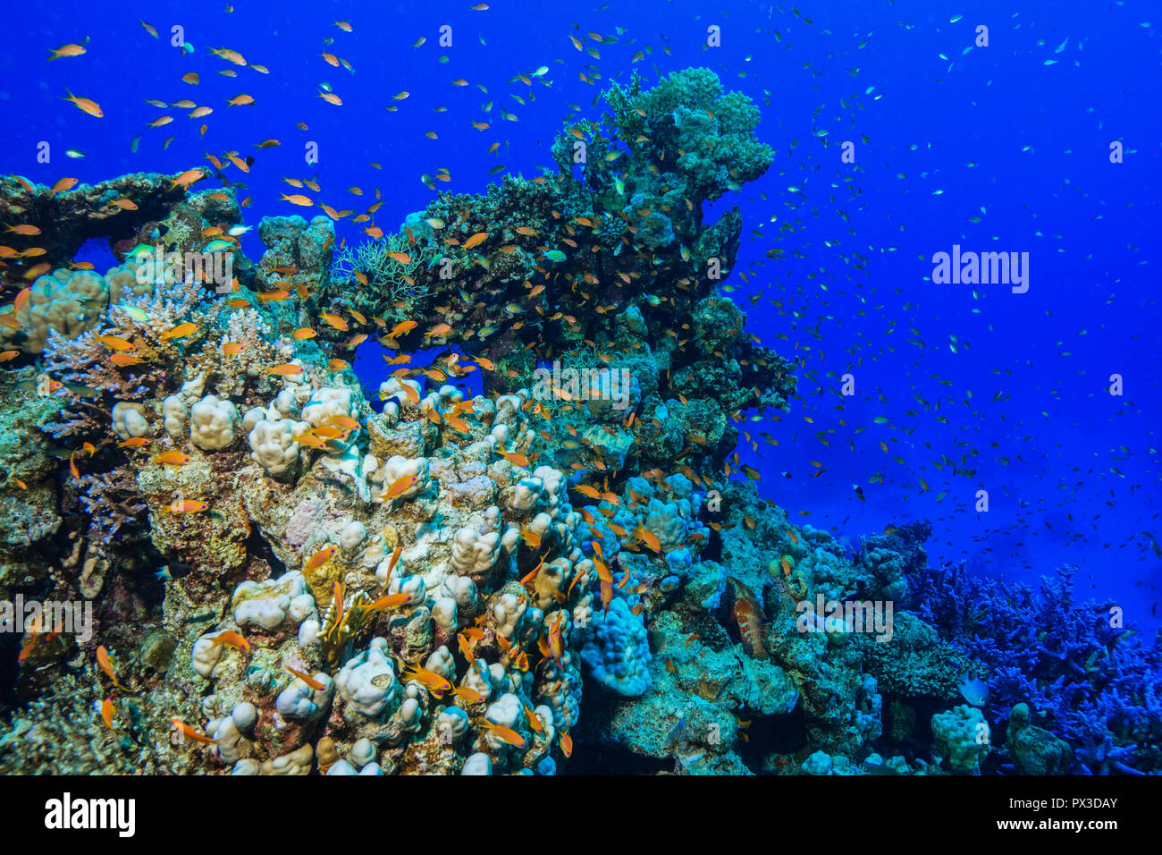 Coral reef plenty fish hi-res stock photography and images - Alamy
