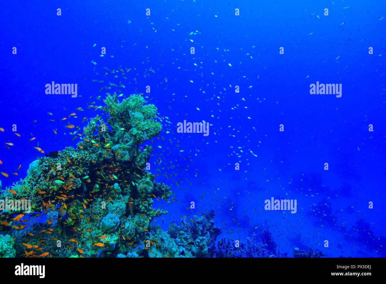 Coral reef plenty fish hi-res stock photography and images - Alamy