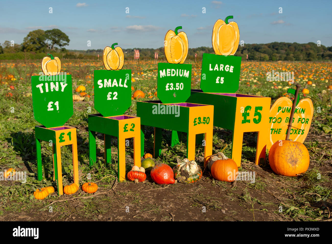Pumpkin picking field, Hampshire, UK, October. Pick Your Own Pumpkin ...