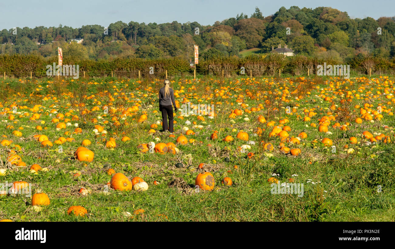 Pumpkin picking field, Hampshire, UK, October. Pick Your Own Pumpkin ...