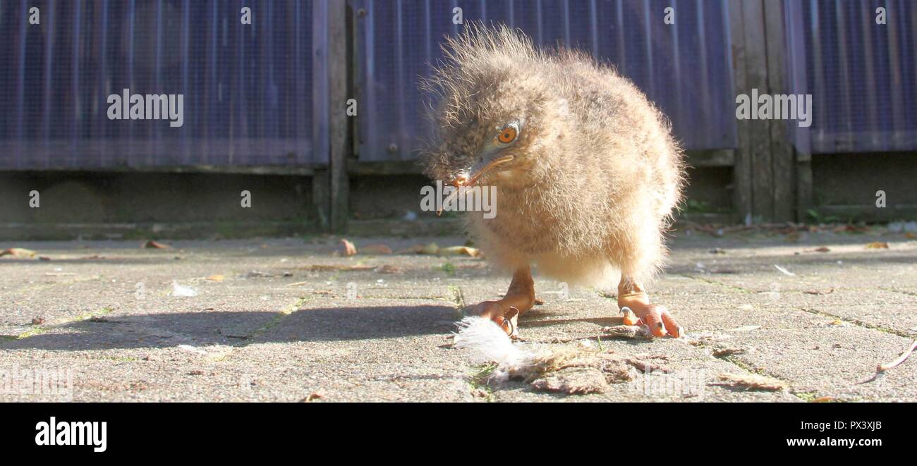 Phorusrhacidae hi-res stock photography and images - Alamy
