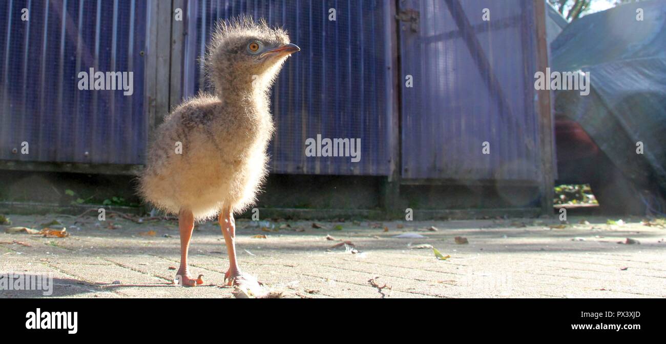 Terror birds hi-res stock photography and images - Alamy