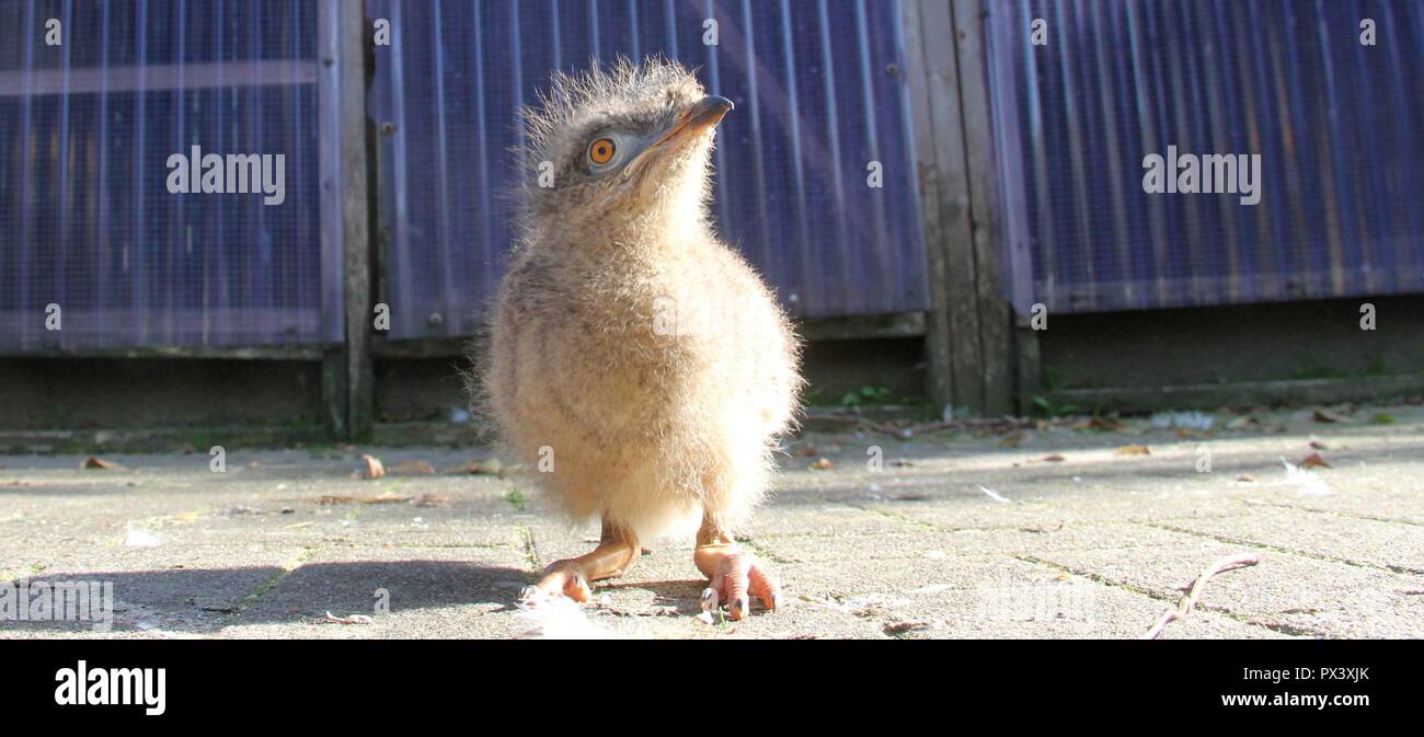 St. Peter Ording, Germany. 13th Oct, 2018. A Seriema chick enjoys the ...
