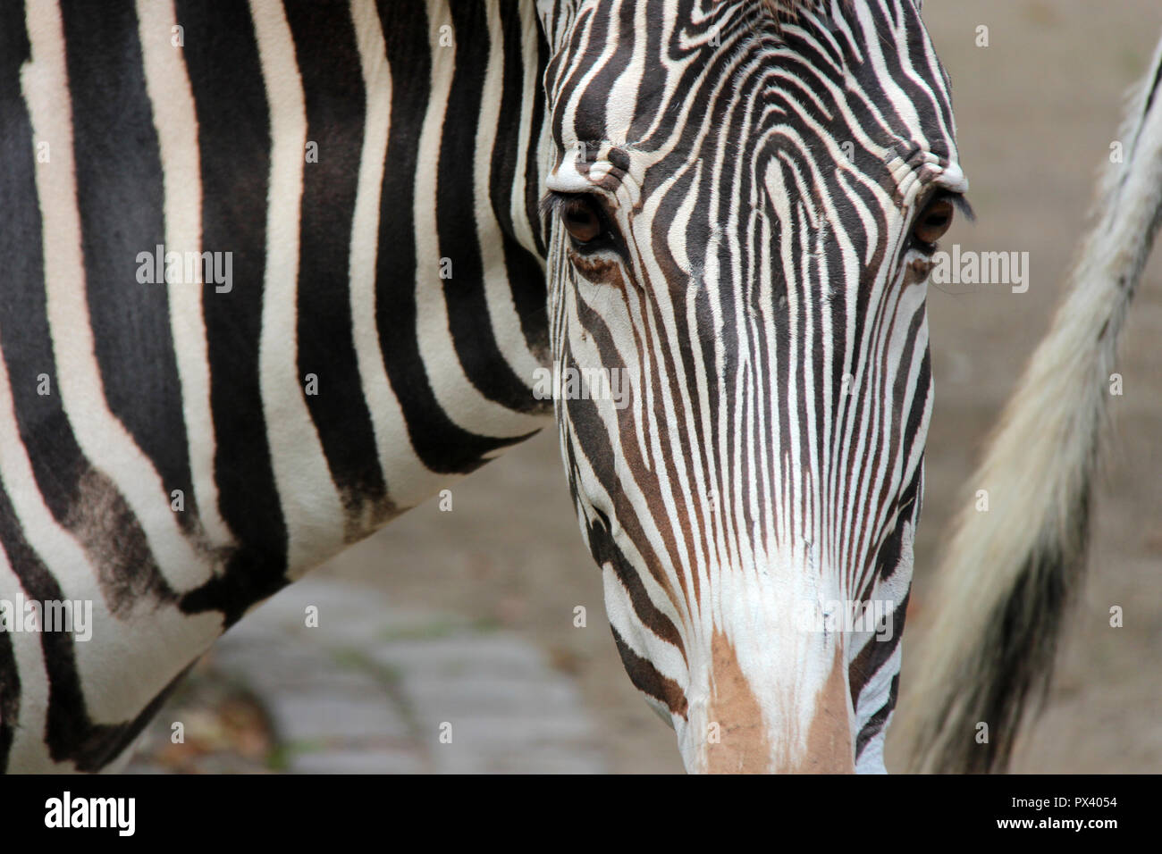 Zebras in a zoo in Berlin (Germany Stock Photo - Alamy