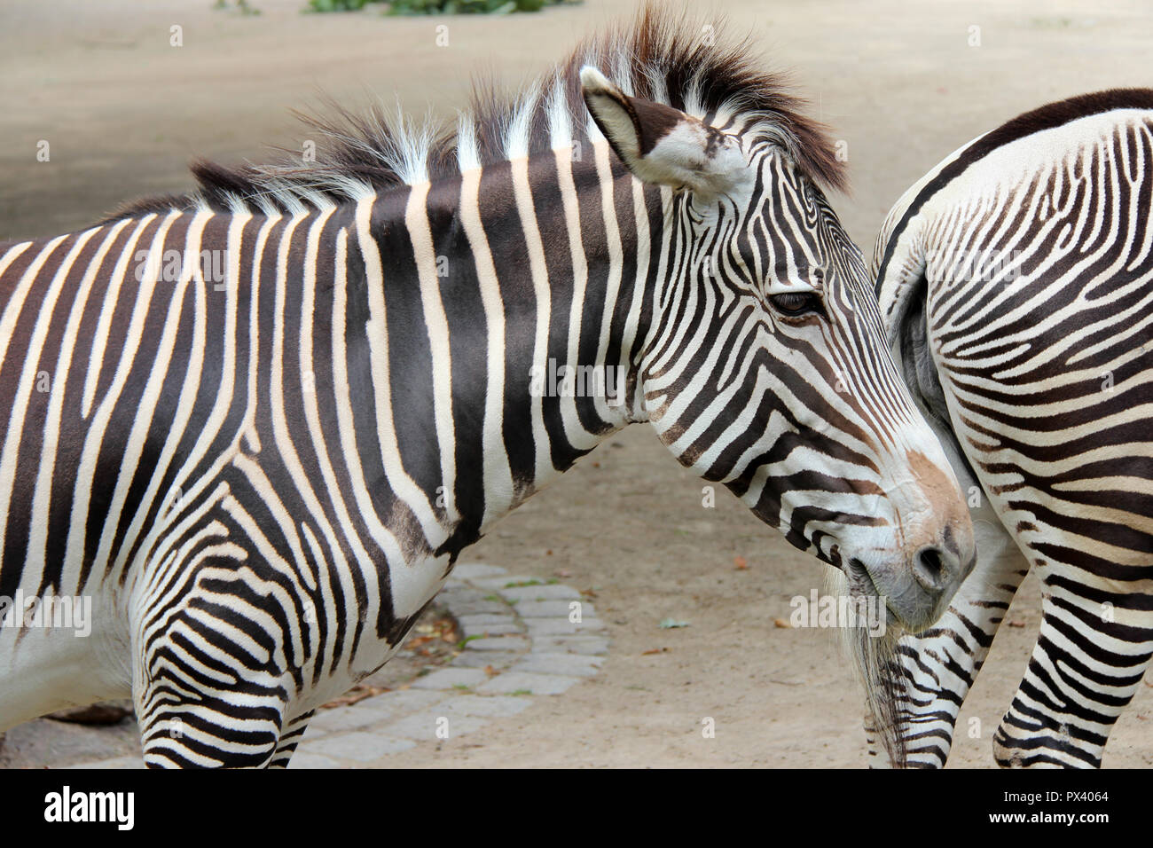 Zebras in a zoo in Berlin (Germany Stock Photo - Alamy
