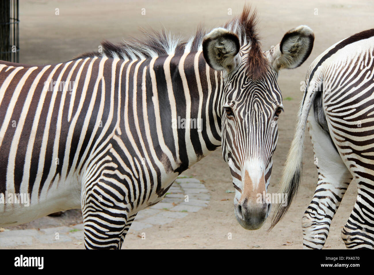 Zebras in a zoo in Berlin (Germany Stock Photo - Alamy