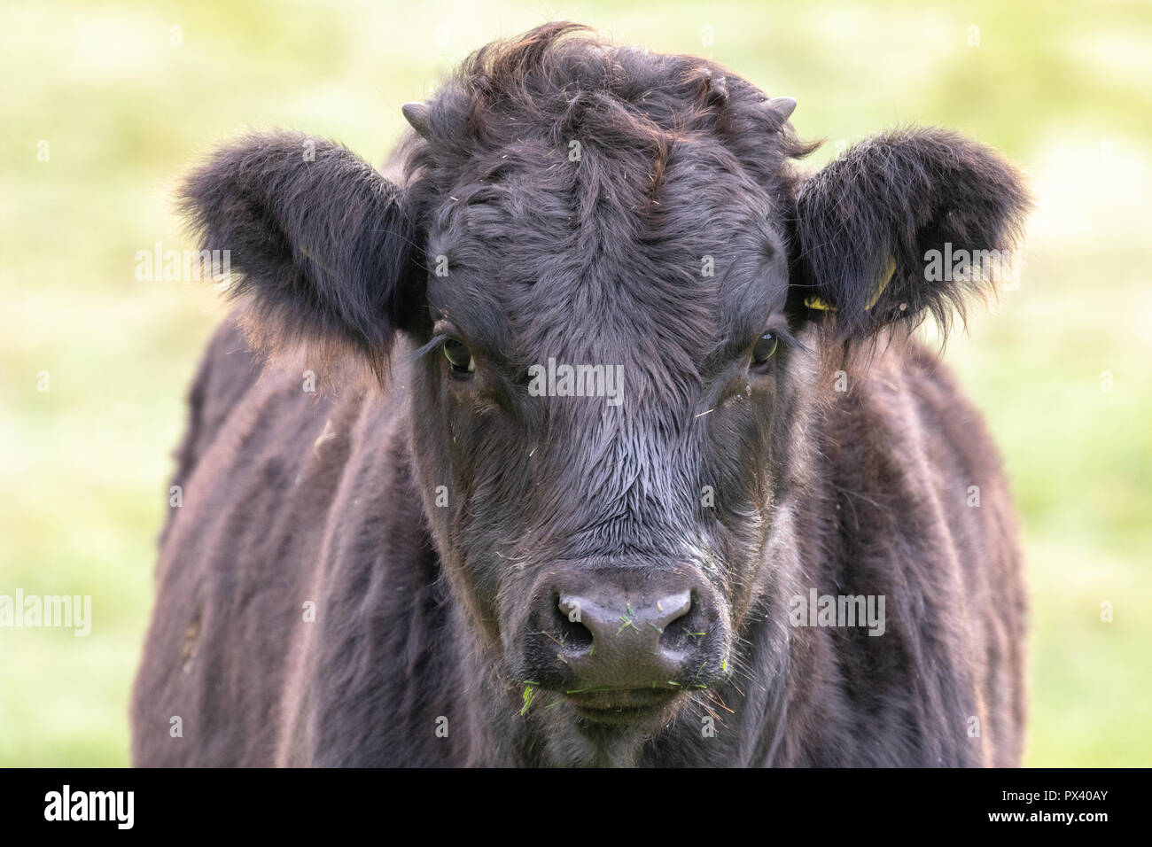 Angus cattle grazing in pasture on an autumnal morning Stock Photo - Alamy