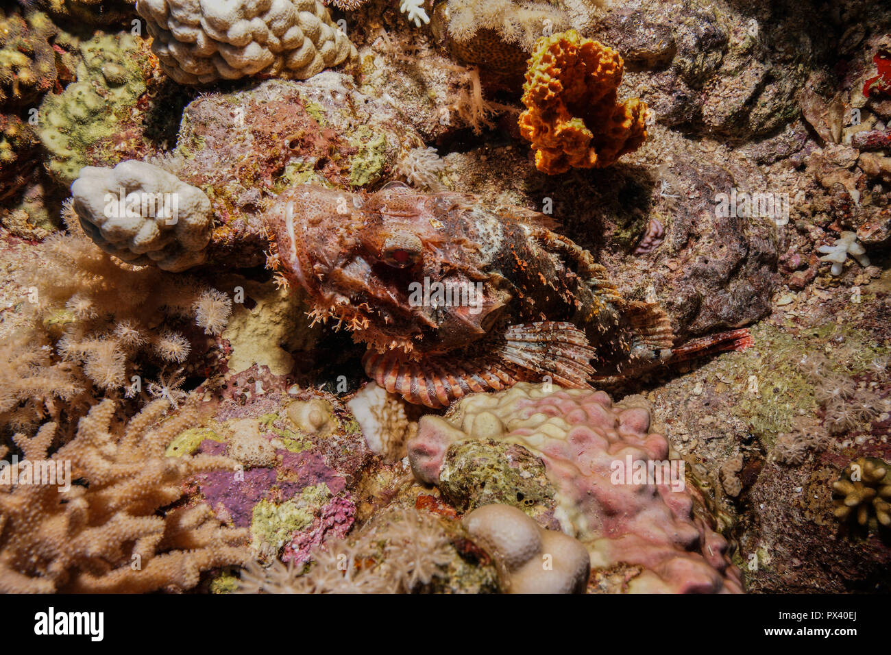 Scorpion fish at The Red Sea Egypt Stock Photo - Alamy