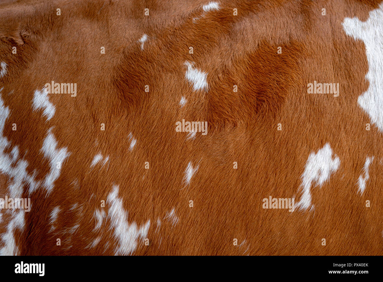 Cow fur spots hi-res stock photography and images - Alamy