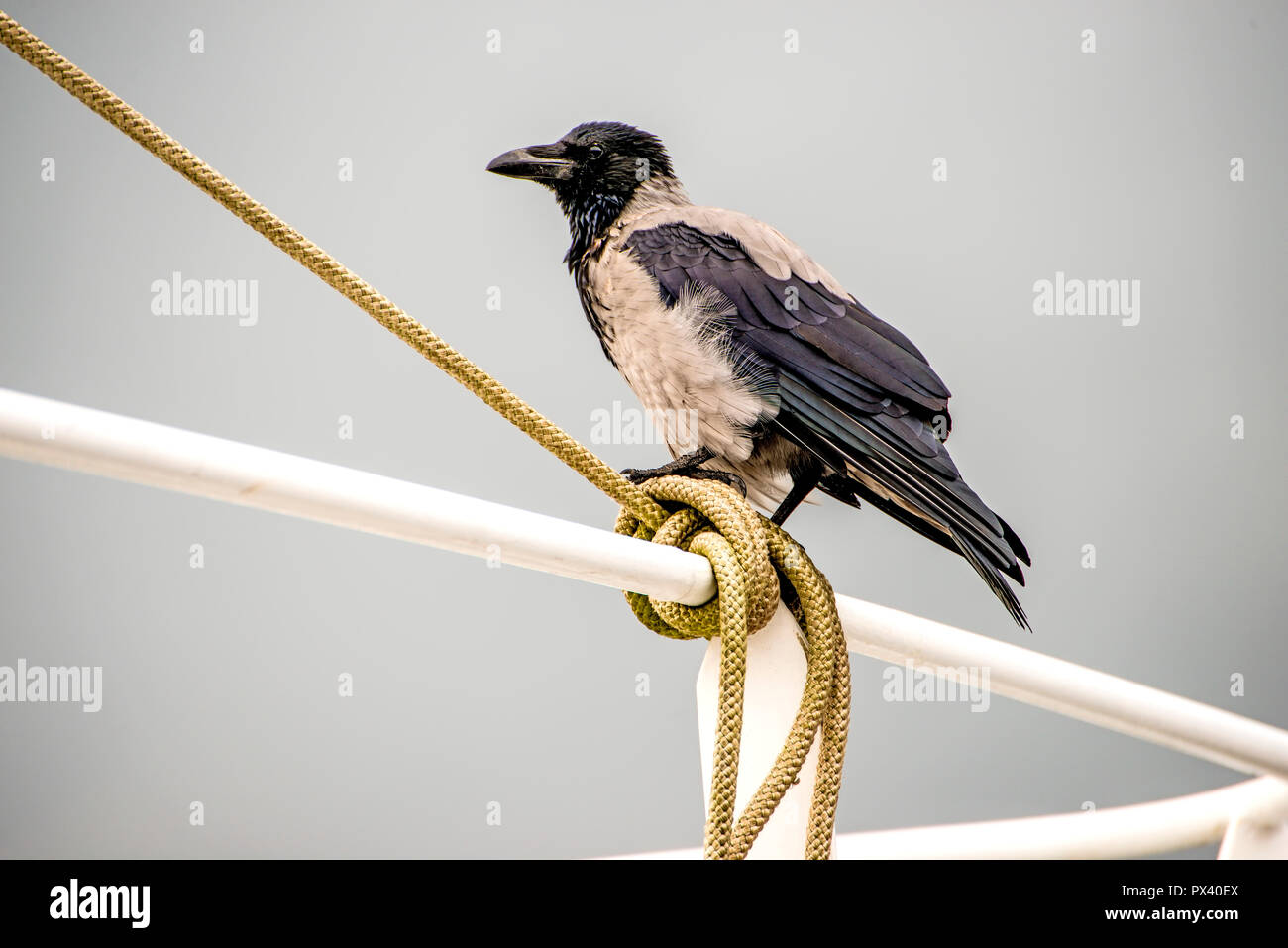 Hooded crow on a railing Stock Photo - Alamy
