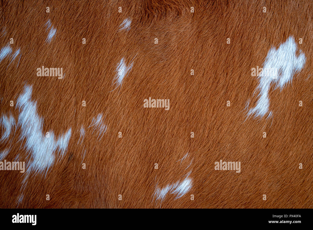 Brown with white spots of cow skin Stock Photo - Alamy