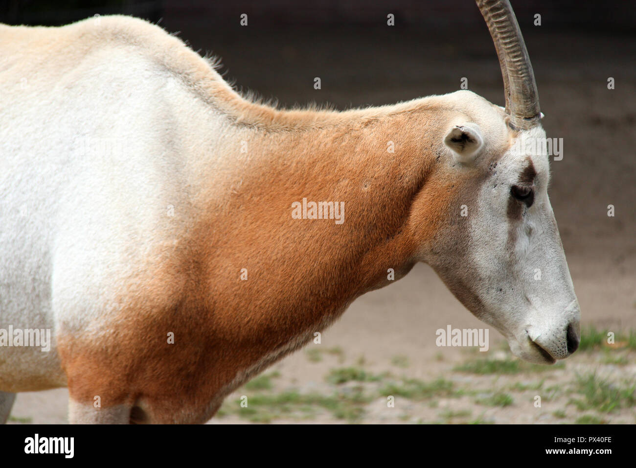 An oryx in a zoo in Berlin (Germany Stock Photo - Alamy
