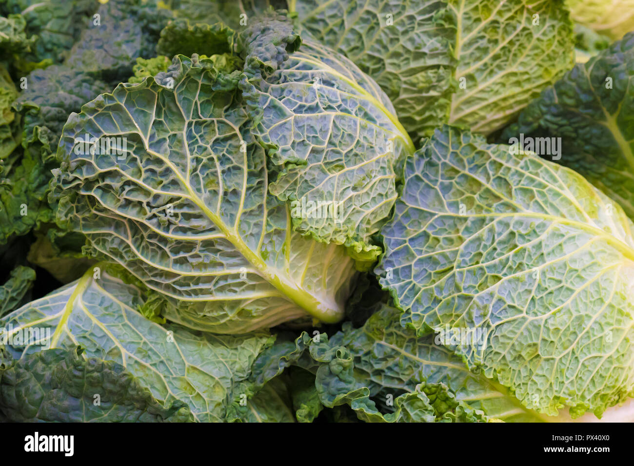 Fresh, green cabbage heads Stock Photo - Alamy