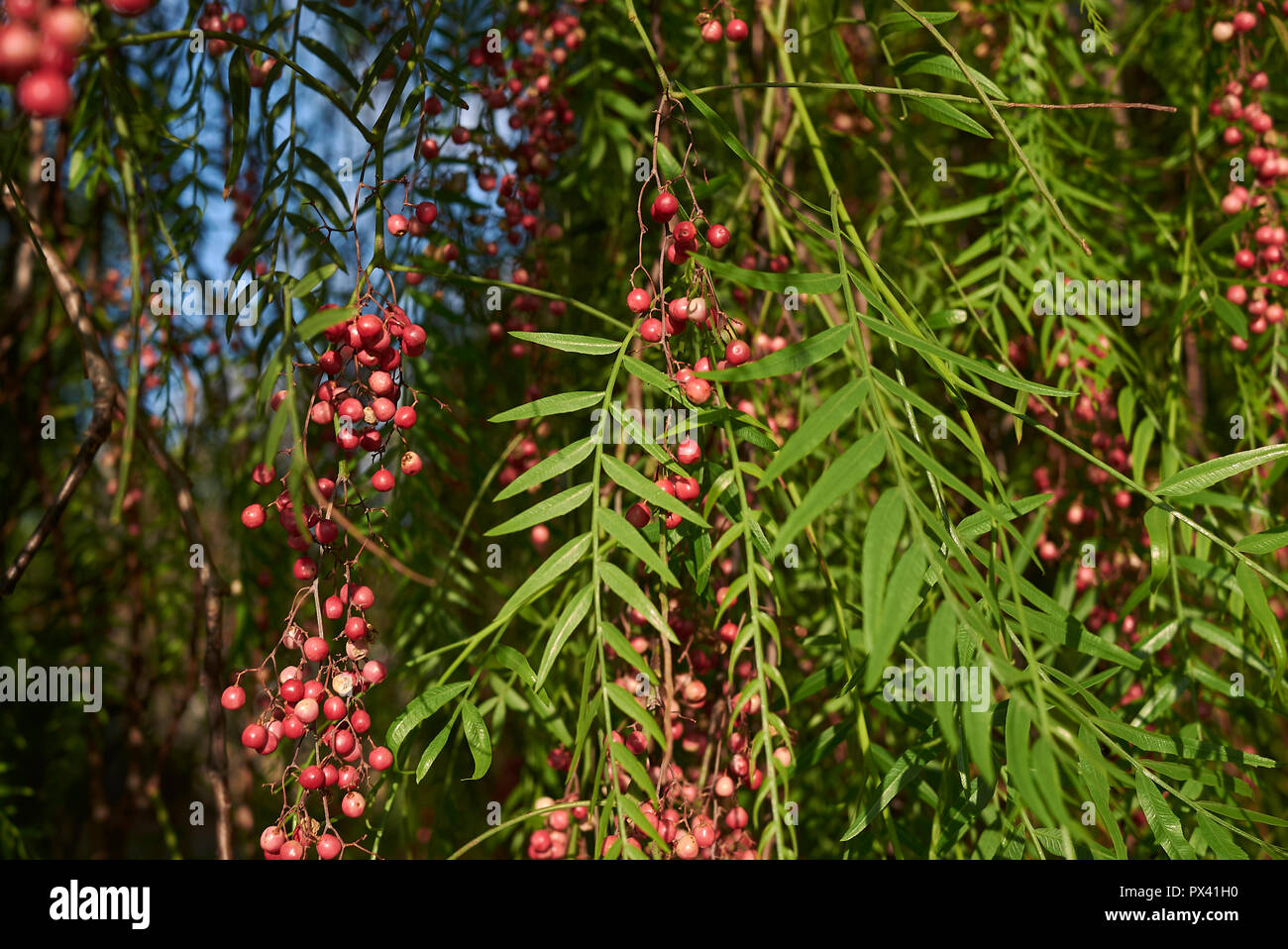 Schinus molle tree Stock Photo - Alamy