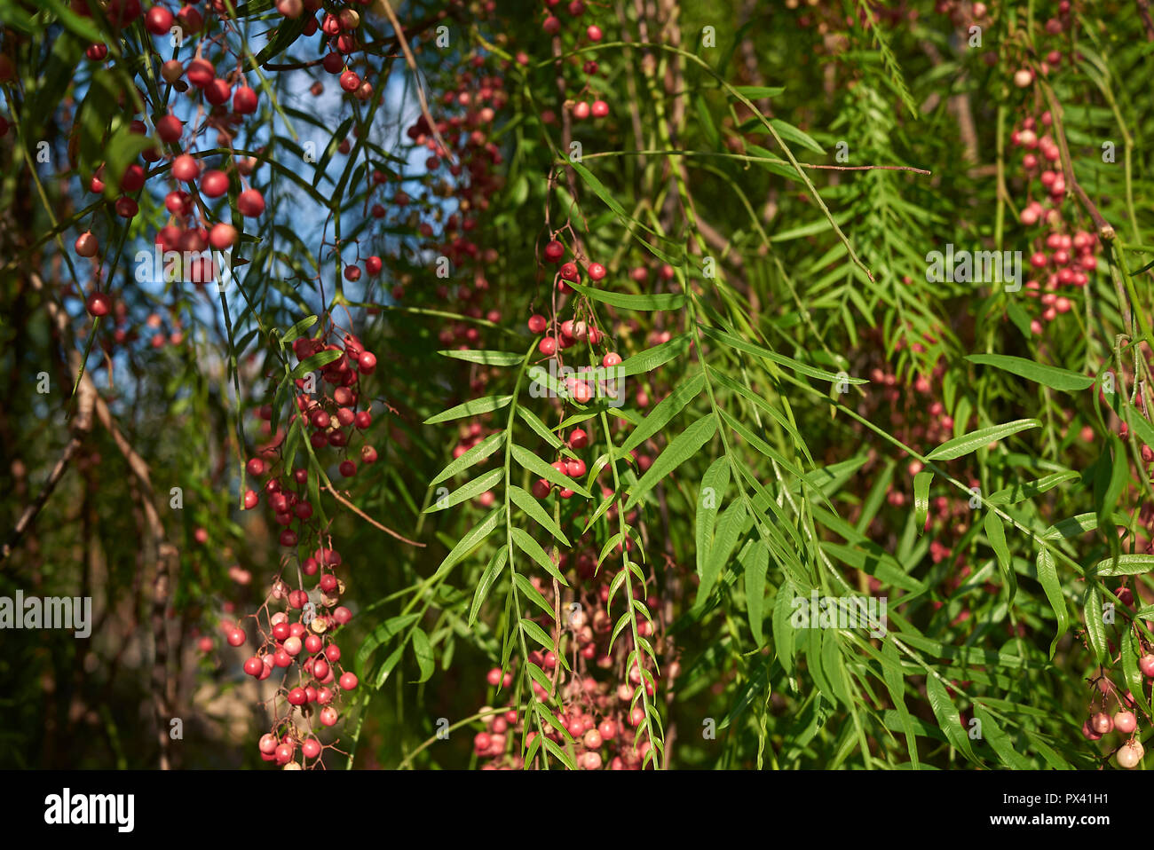 Schinus molle tree Stock Photo - Alamy