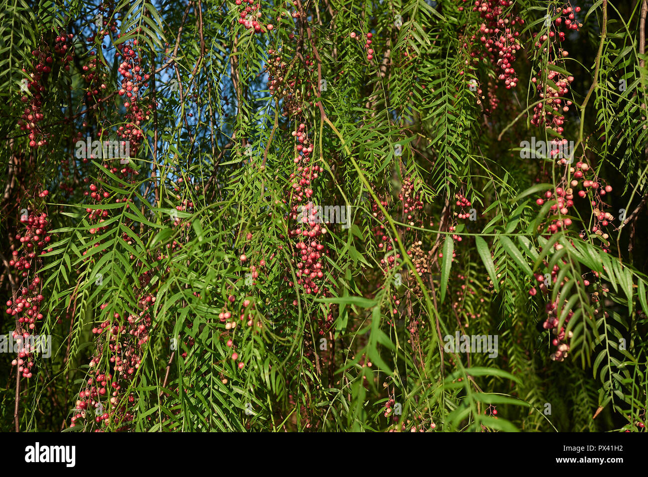 Schinus molle tree Stock Photo - Alamy