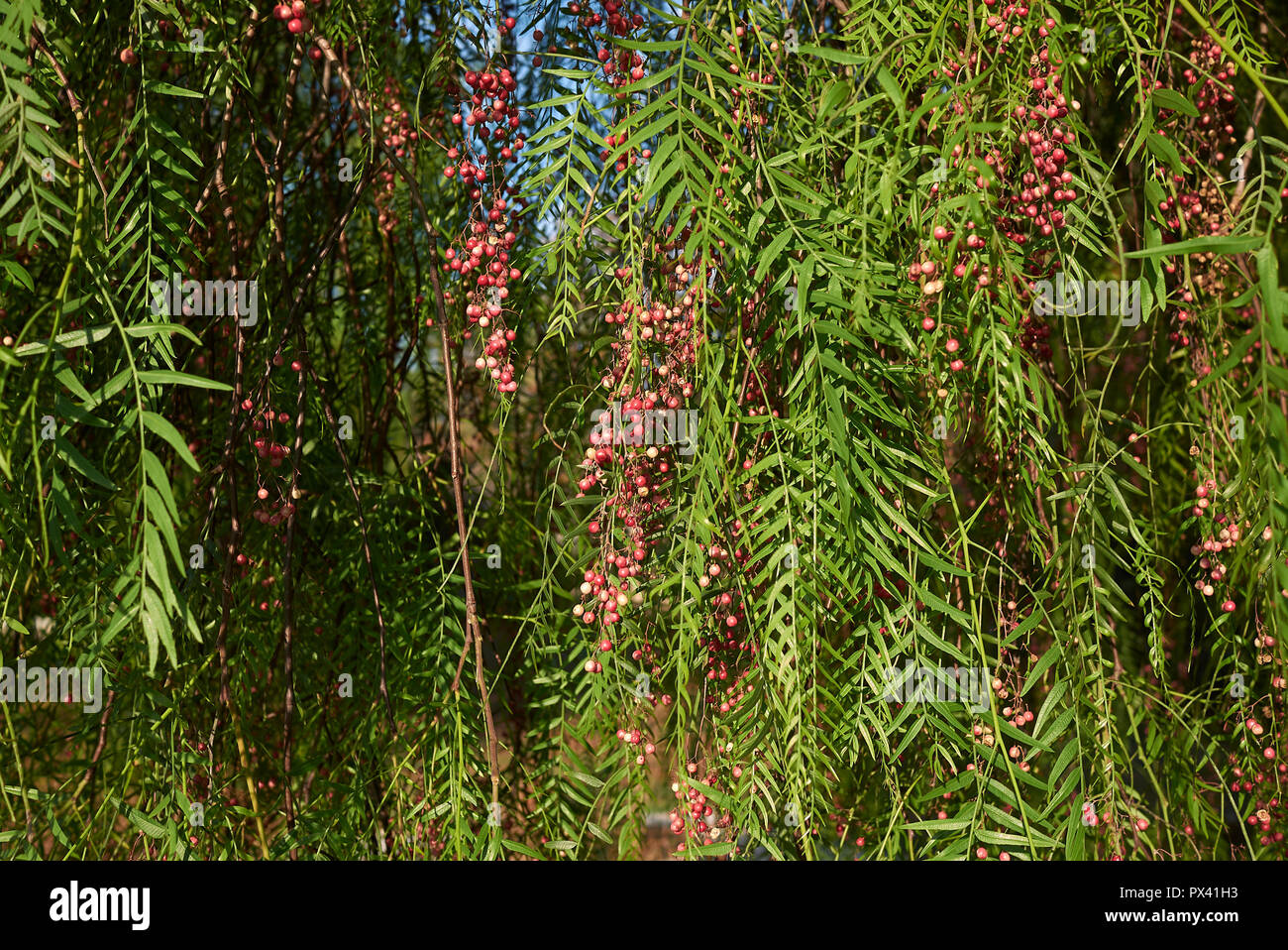 Schinus molle tree Stock Photo - Alamy