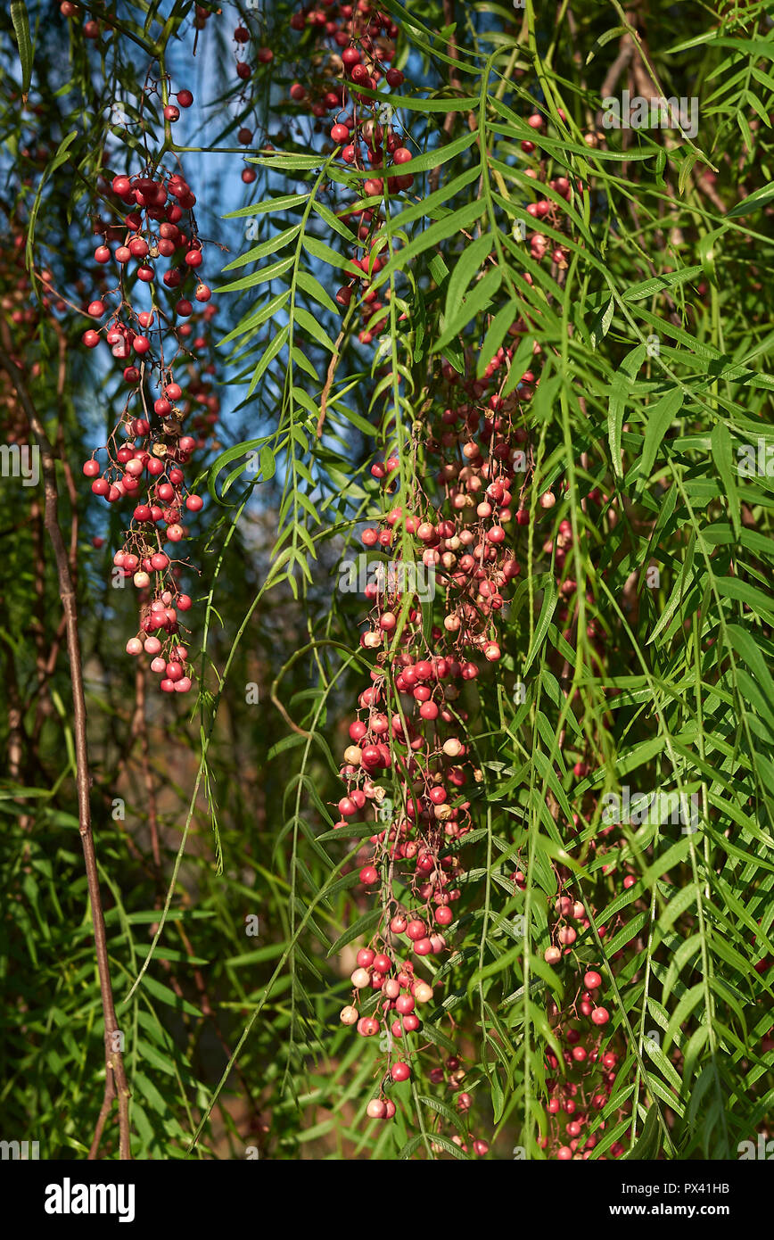 Schinus molle hi-res stock photography and images - Alamy