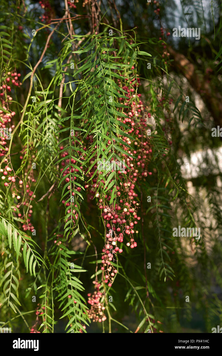 Schinus molle tree Stock Photo - Alamy