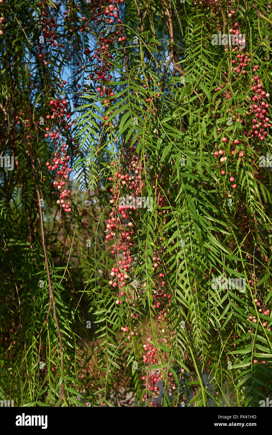 False mastic hi-res stock photography and images - Alamy