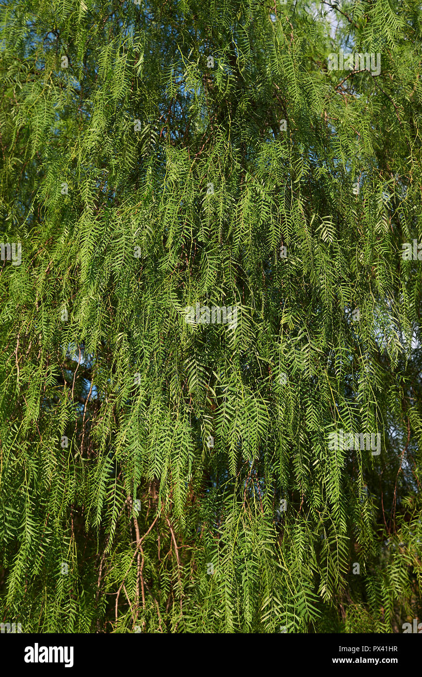 Schinus molle tree Stock Photo - Alamy