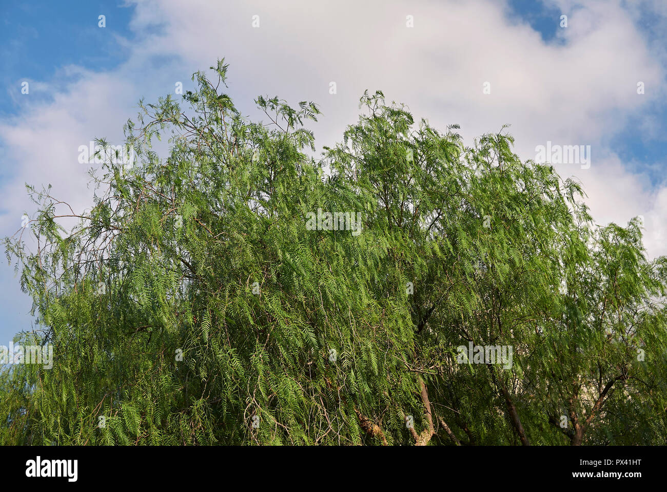 Schinus molle tree Stock Photo - Alamy