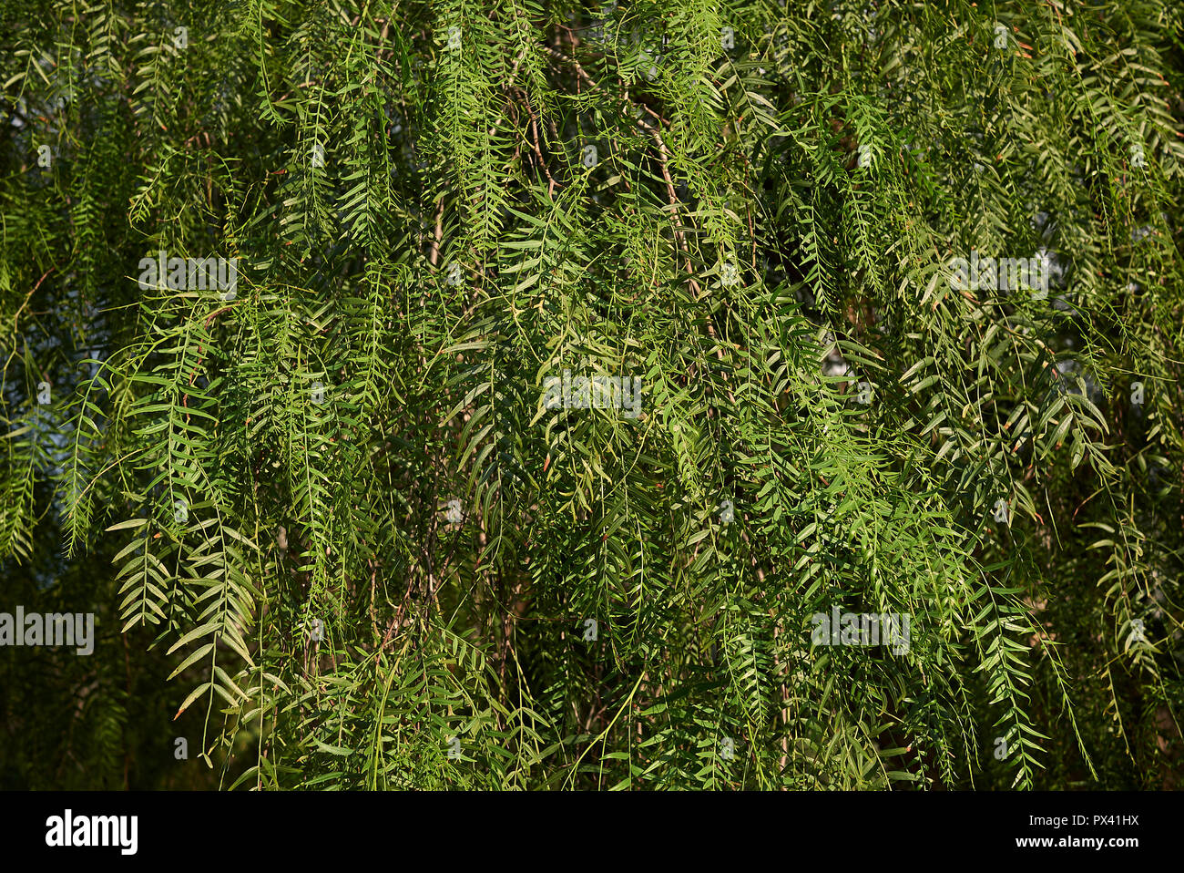 Schinus molle tree Stock Photo - Alamy