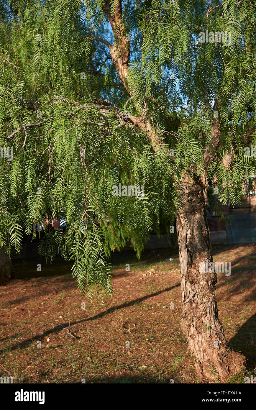 Schinus molle tree Stock Photo - Alamy