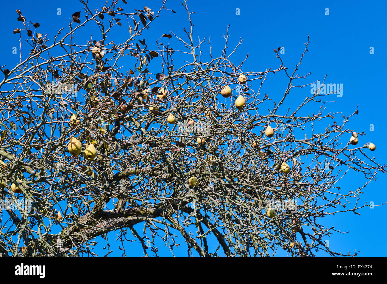 Ripe pears on a tree without leaves during autumn in Germany Stock ...