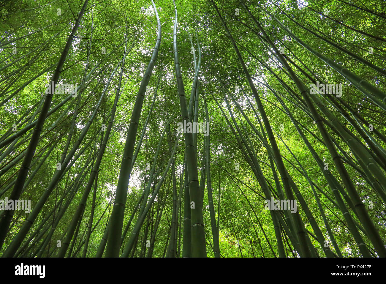 Bamboo forest with a view to the top Stock Photo - Alamy