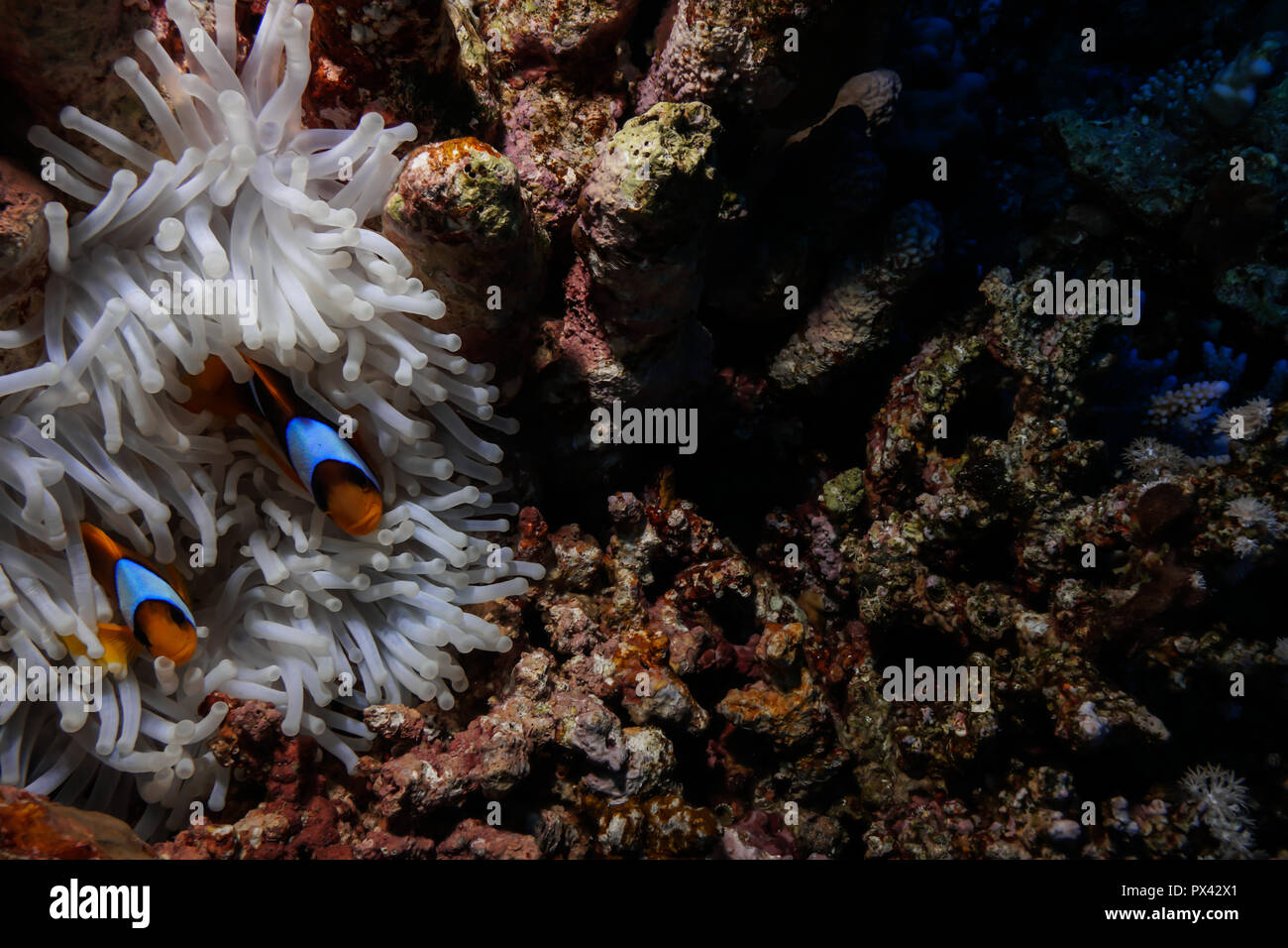 rare white anemone coral, Nemo at the Red Sea Egypt Stock Photo - Alamy