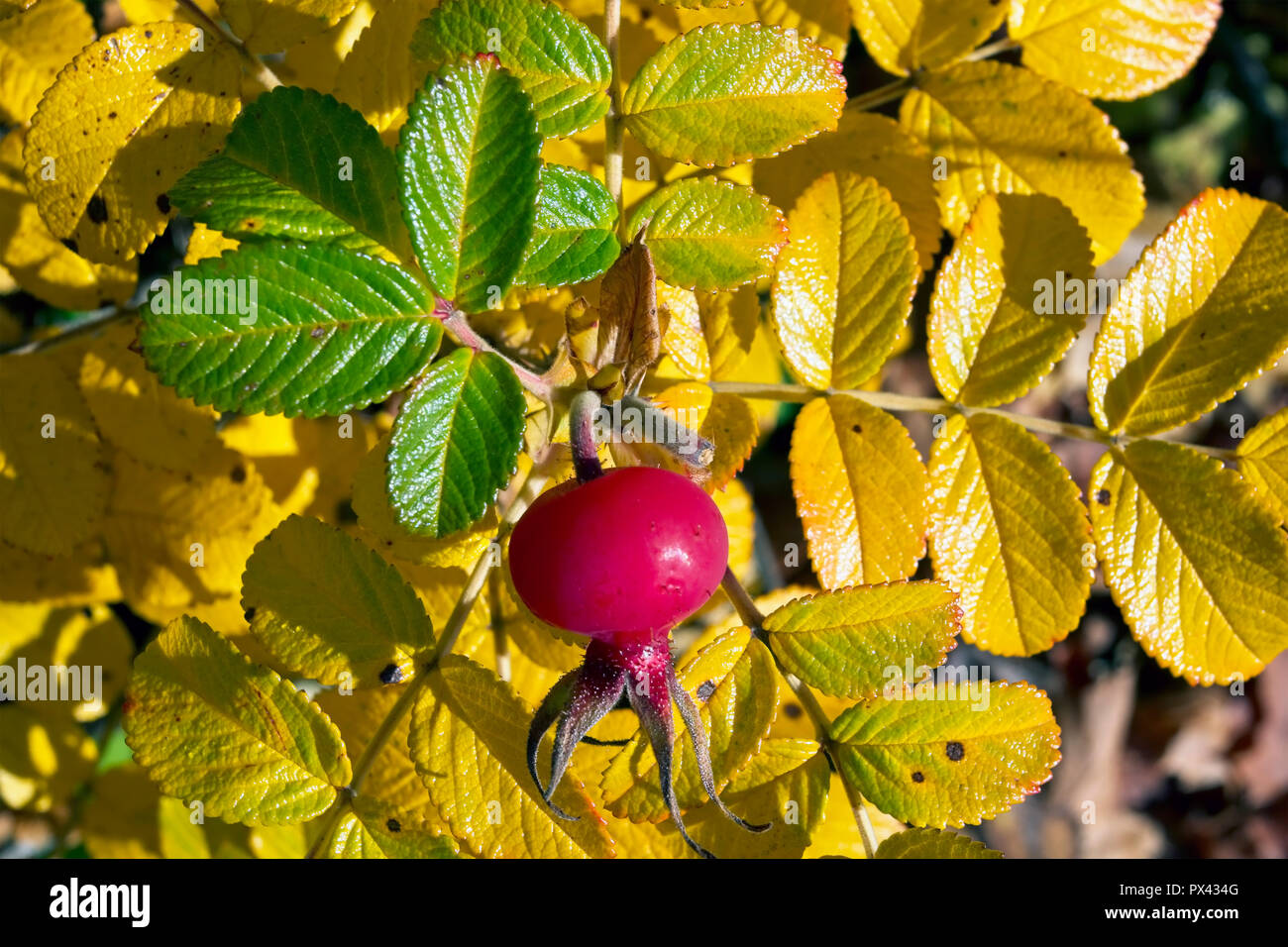 Autumn hip hi-res stock photography and images - Alamy