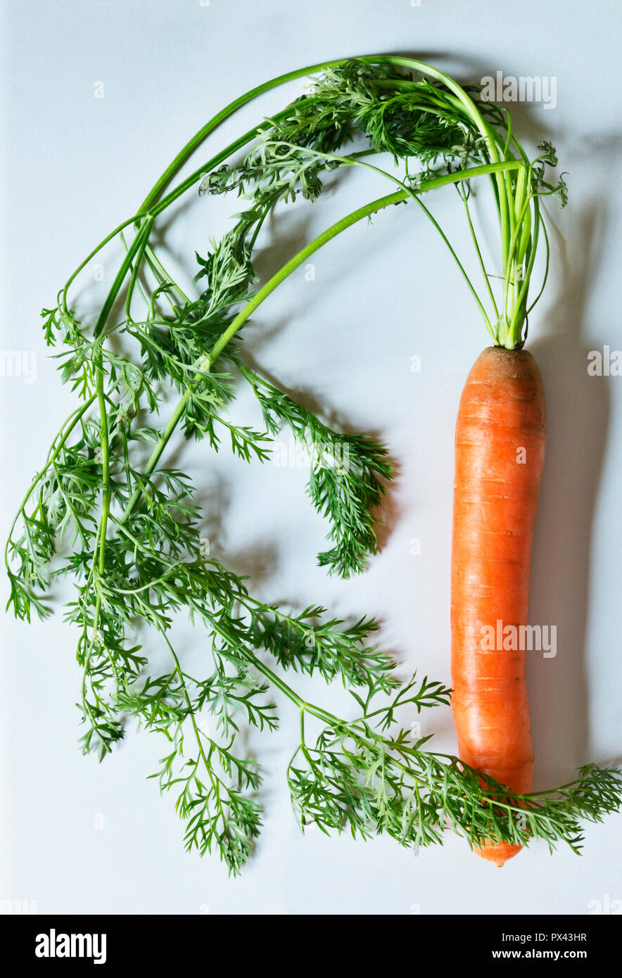 One fresh carrot with stem and leaves on a white background , studio ...