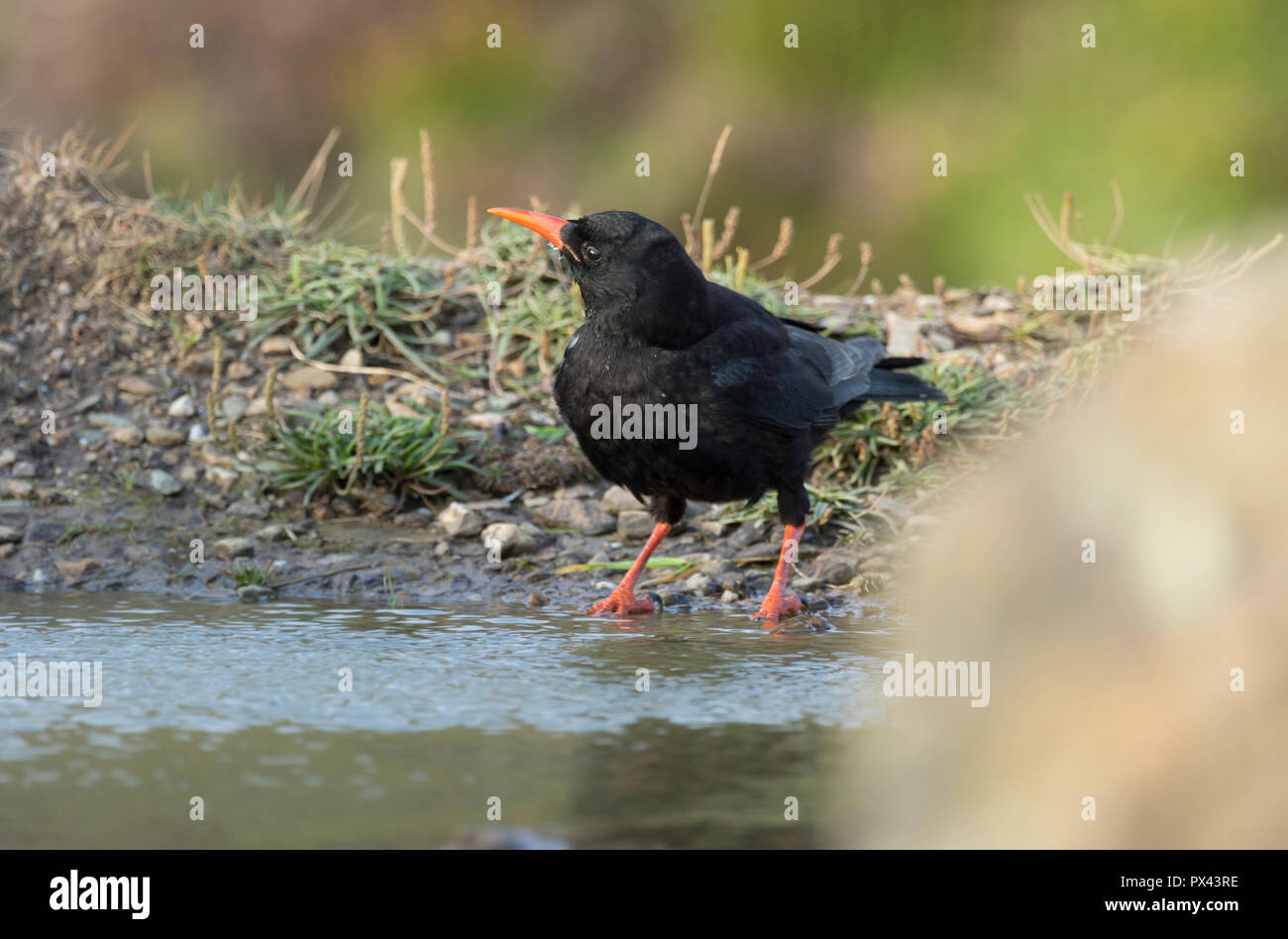 Red billed chough hi-res stock photography and images - Alamy